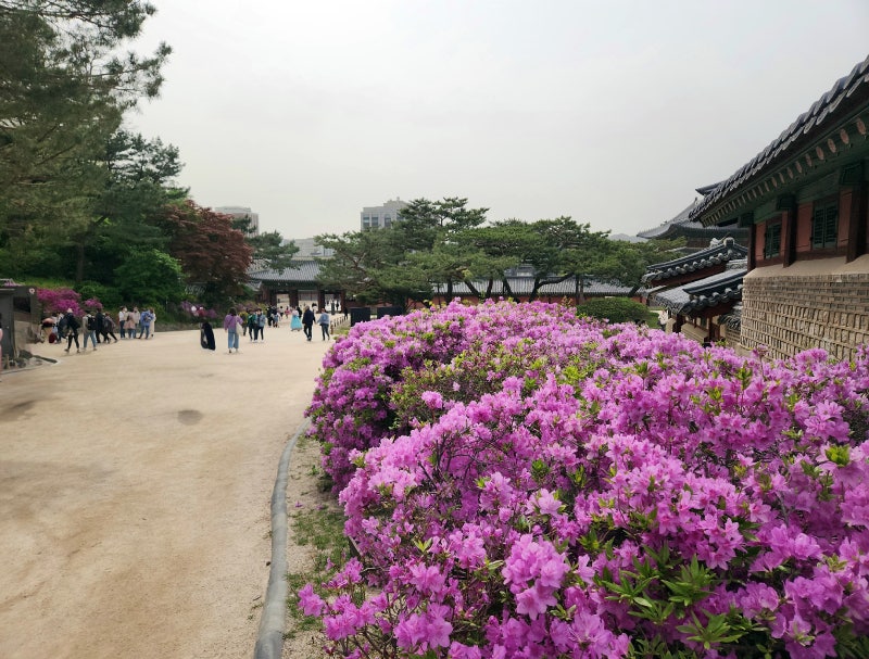 서울 창덕궁 야간개장 달빛기행 기본 정보 및 후원 예약 방법 Ft 꽃구경 네이버 블로그