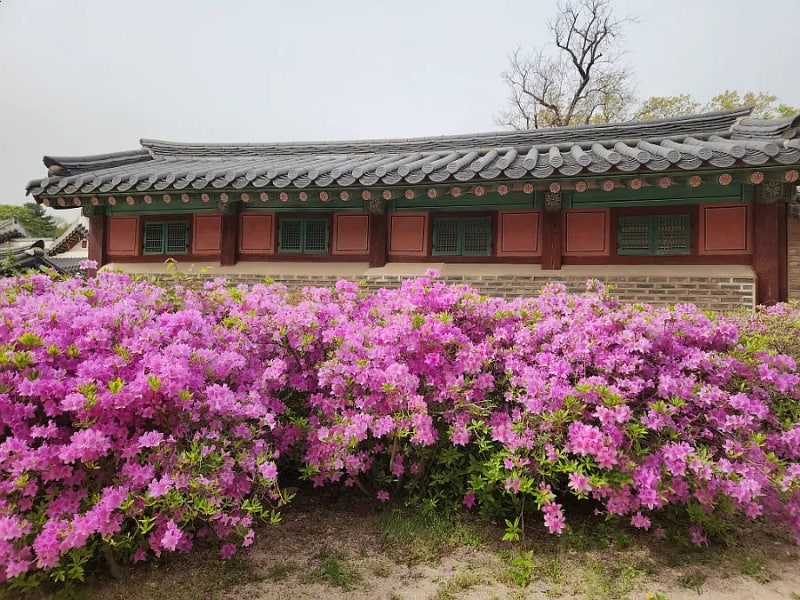 서울 창덕궁 야간개장 달빛기행 기본 정보 및 후원 예약 방법 Ft 꽃구경 네이버 블로그