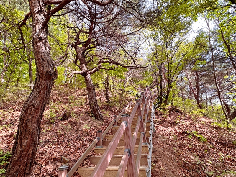 대전 걷기좋은길 장동산림욕장 계족산황톳길 맨발걷기 계족산성 네이버 블로그