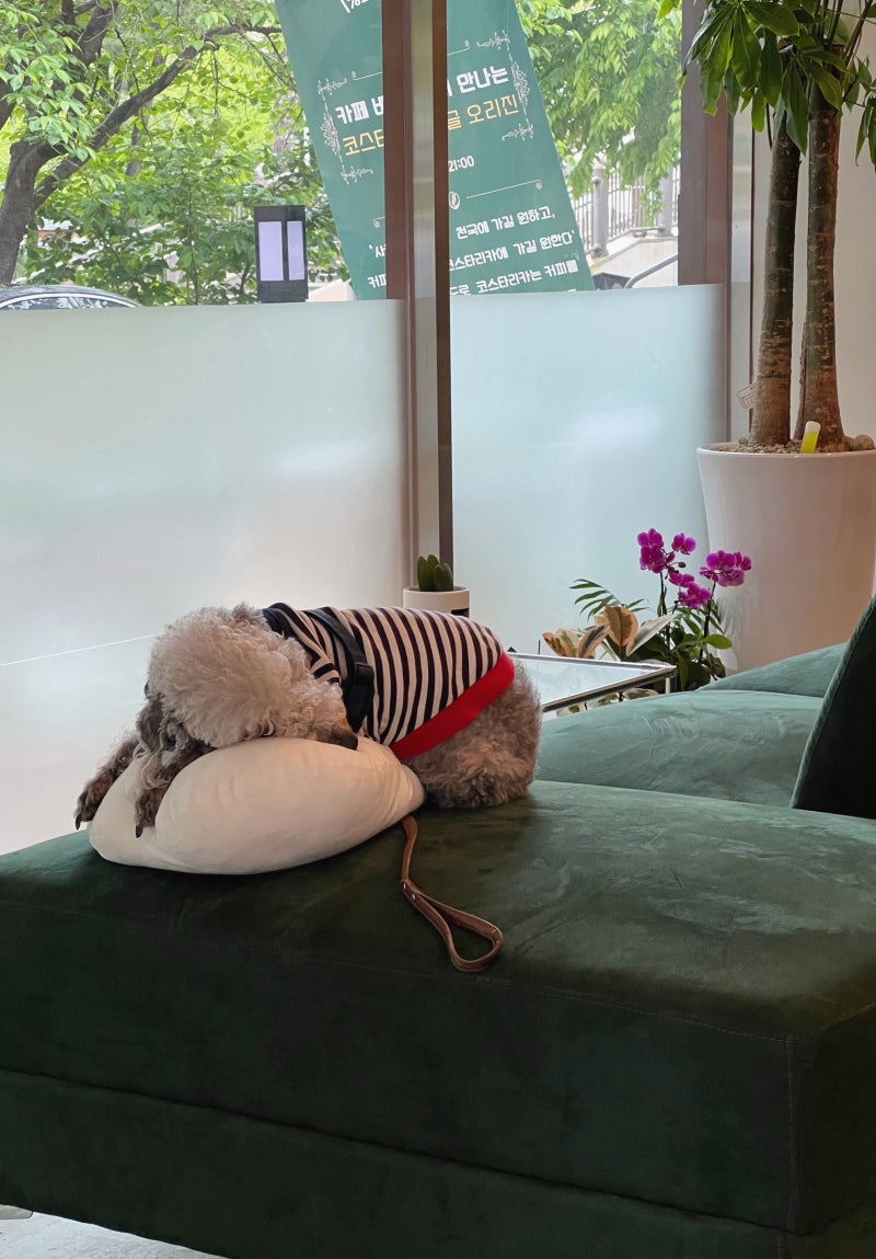 정발산카페 디저트 맛집 카페 바라다 : 네이버 블로그