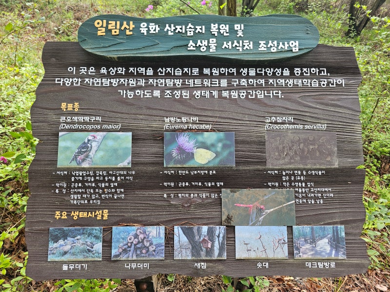 보성 일림산 철쭉 등산·산행 코스 철쭉제 문화행사·개화 현황 네이버 블로그