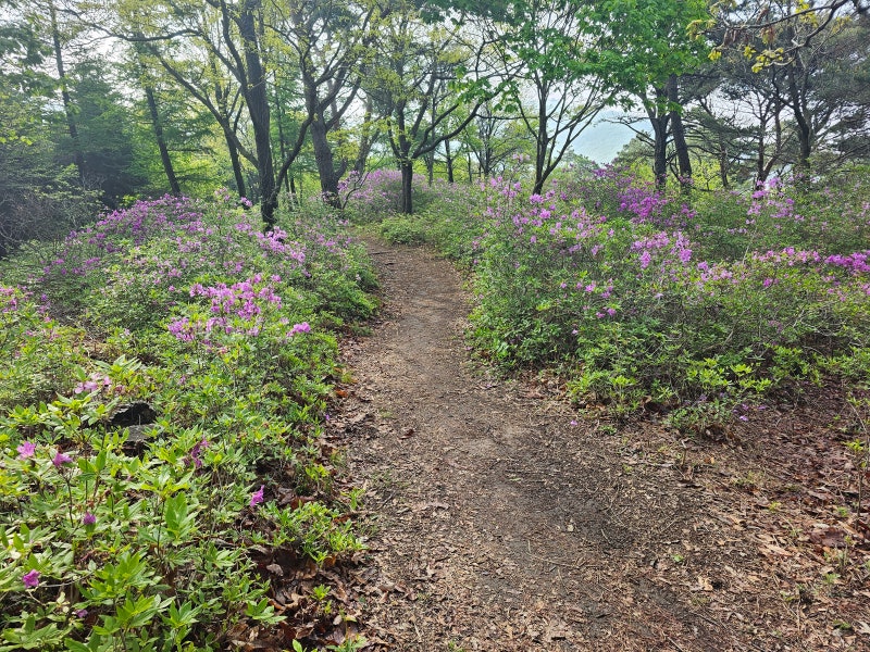 보성 일림산 철쭉 등산·산행 코스 철쭉제 문화행사·개화 현황 네이버 블로그