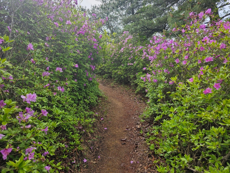 보성 일림산 철쭉 등산·산행 코스 철쭉제 문화행사·개화 현황 네이버 블로그