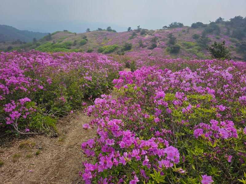 보성 일림산 철쭉 등산·산행 코스 철쭉제 문화행사·개화 현황 네이버 블로그