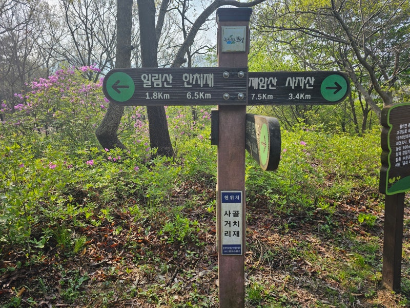 보성 일림산 철쭉 등산·산행 코스 철쭉제 문화행사·개화 현황 네이버 블로그