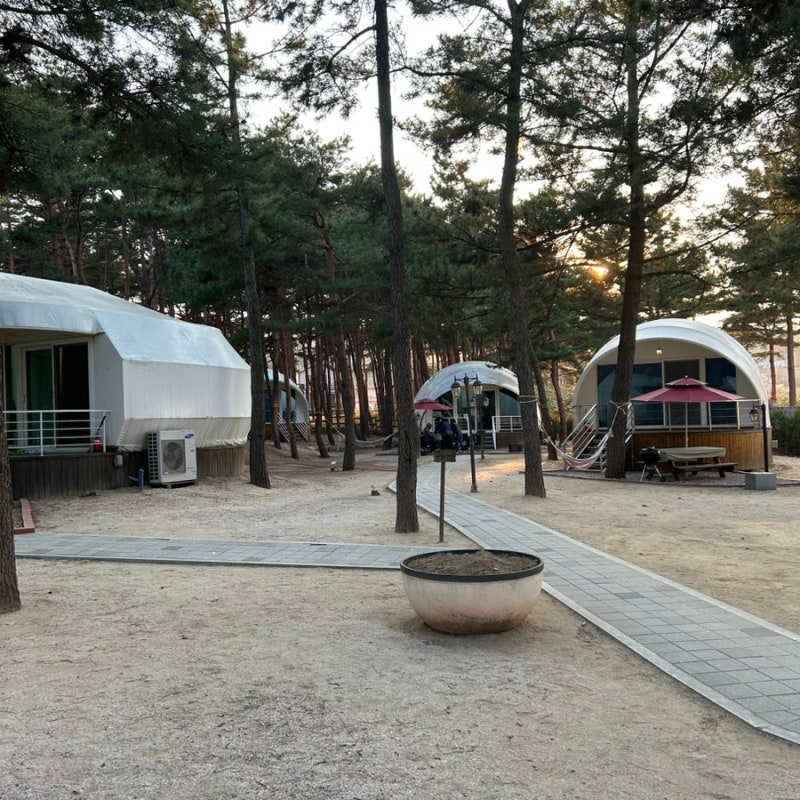 강원도 양양 글램핑 추천 바다 바로 앞 트리플펜션and글램핑솔숲6 네이버 블로그