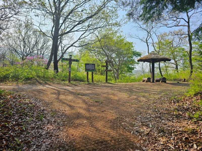 보성 일림산 철쭉 등산·산행 코스 철쭉제 문화행사·개화 현황 네이버 블로그