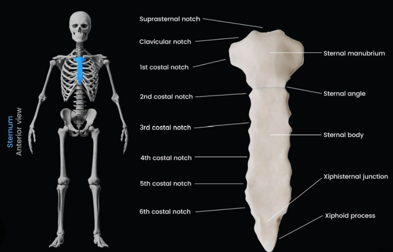 관절운동 정리 2 1 어깨 복합체 Shoulder Complex 뼈 구조 관절 정리 네이버 블로그