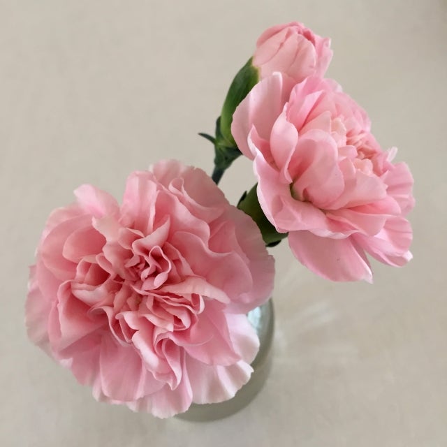 카네이션 키우기 향기 향카네이션 관리 물주기 화분 모종 분갈이 다년생 월동 햇빛 네이버 블로그