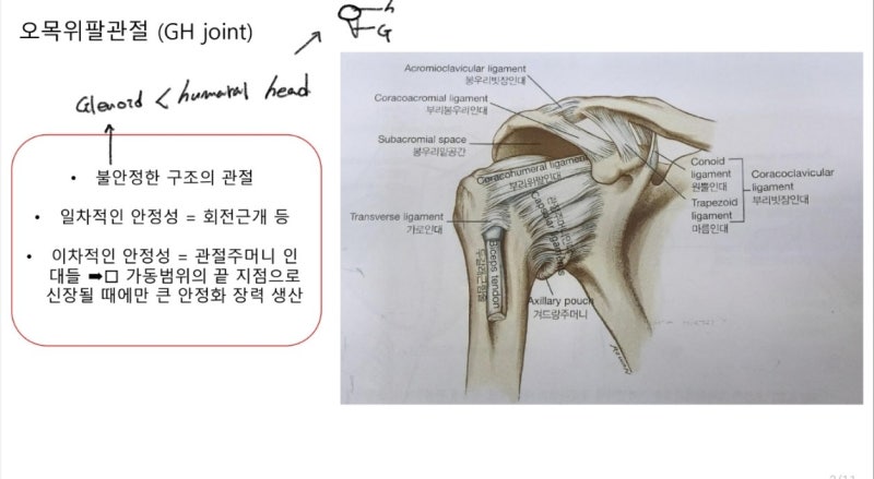 GH Joint 오목위팔관절 공부해 봅시다 : 원온 스터디 그룹 : 네이버 블로그