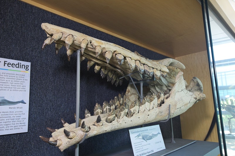 왕관처럼 뾰족한 이빨을 지닌 수염 고래의 조상 : 네이버 블로그