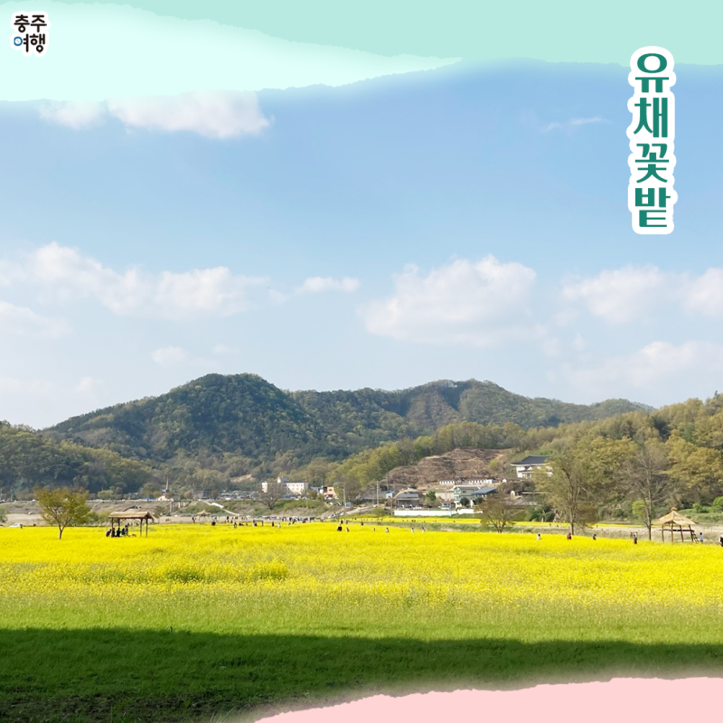 충주소개｜목계나루 유채꽃밭 올드카 카페가 있는 충주 엄정면은 어떤 곳 네이버 블로그