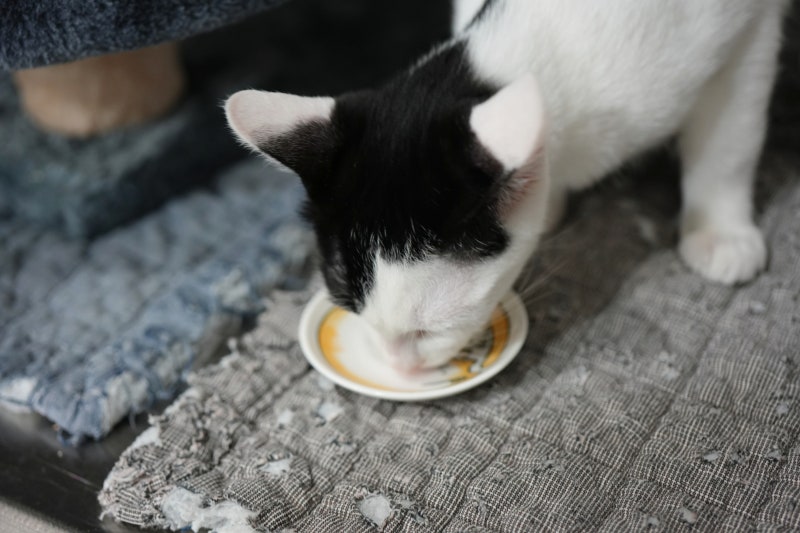 고양이 복막염 증상과 진단 그리고 치료 네이버 블로그