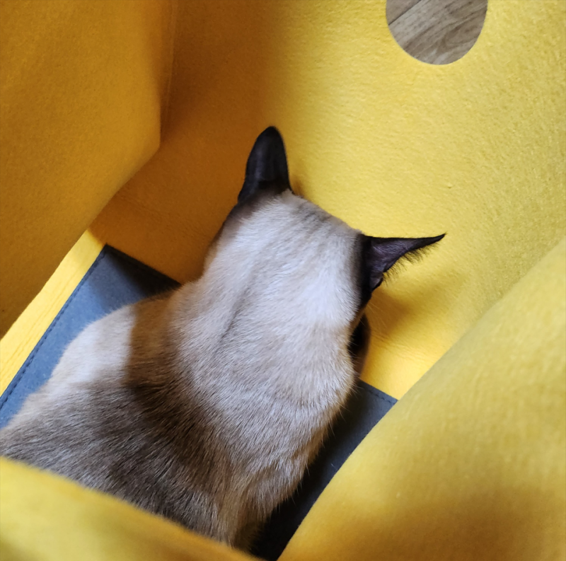 고양이 캣터널 뭉치 없다 어디로 갔나요 : 네이버 블로그