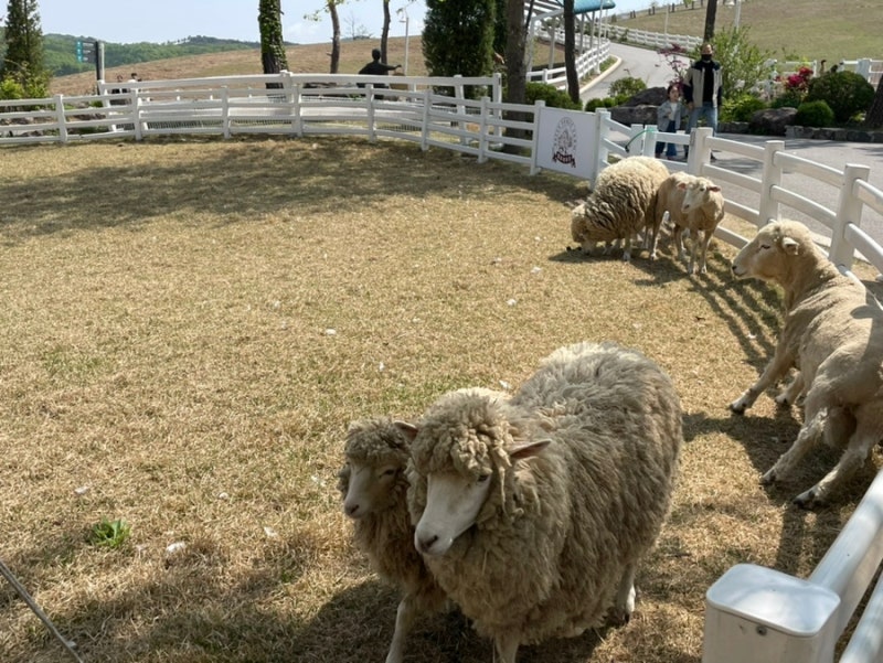 충북 아이랑 갈만한 곳 청주근교 충주 근교 증평목장놀이동산 증평 벨포레 네이버 블로그