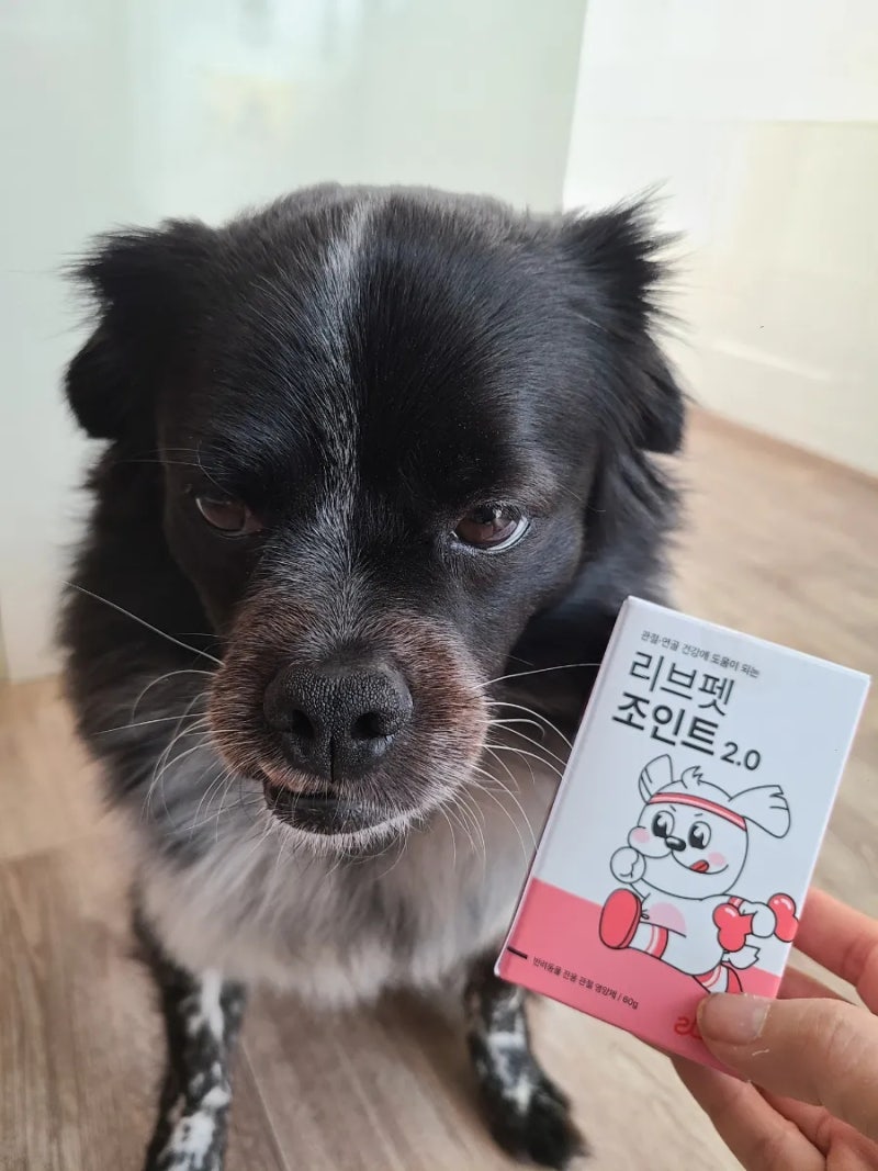 강아지관절영양제 허리디스크슬개골탈구 예방 필수 애견영양제 네이버 블로그