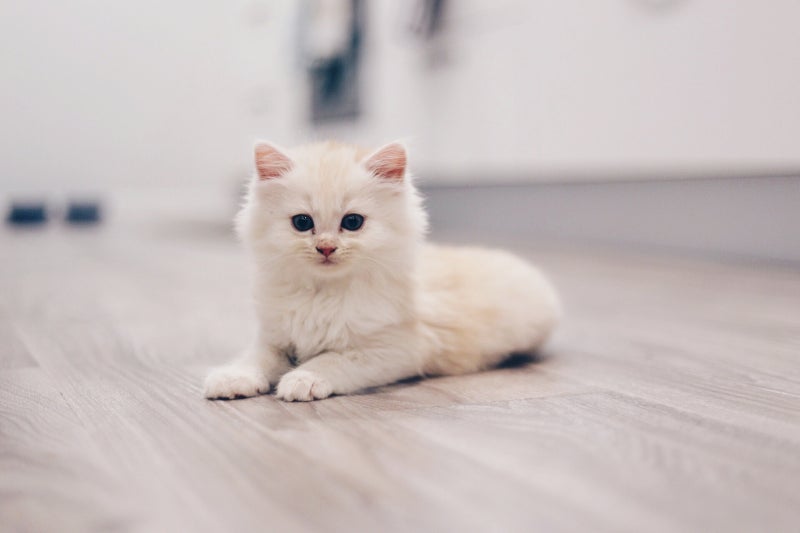고양이 복막염 증상과 진단 그리고 치료 네이버 블로그