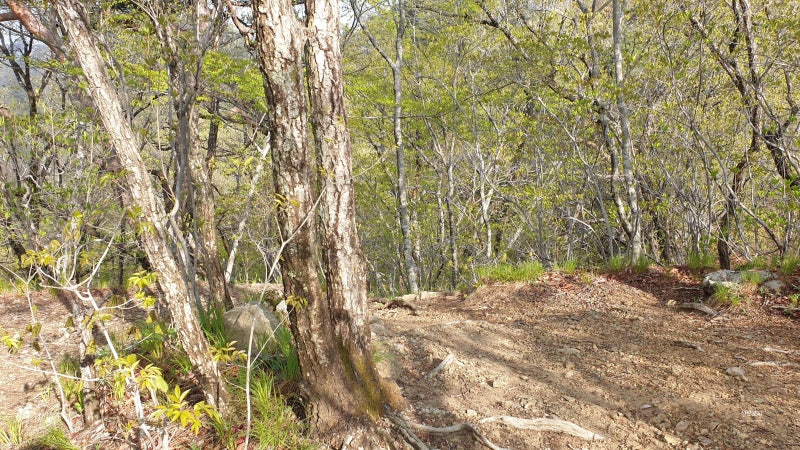 충북 보은 구병산 최단코스 등산코스 구병리 2코스 ️정상 ️1코스 네이버 블로그