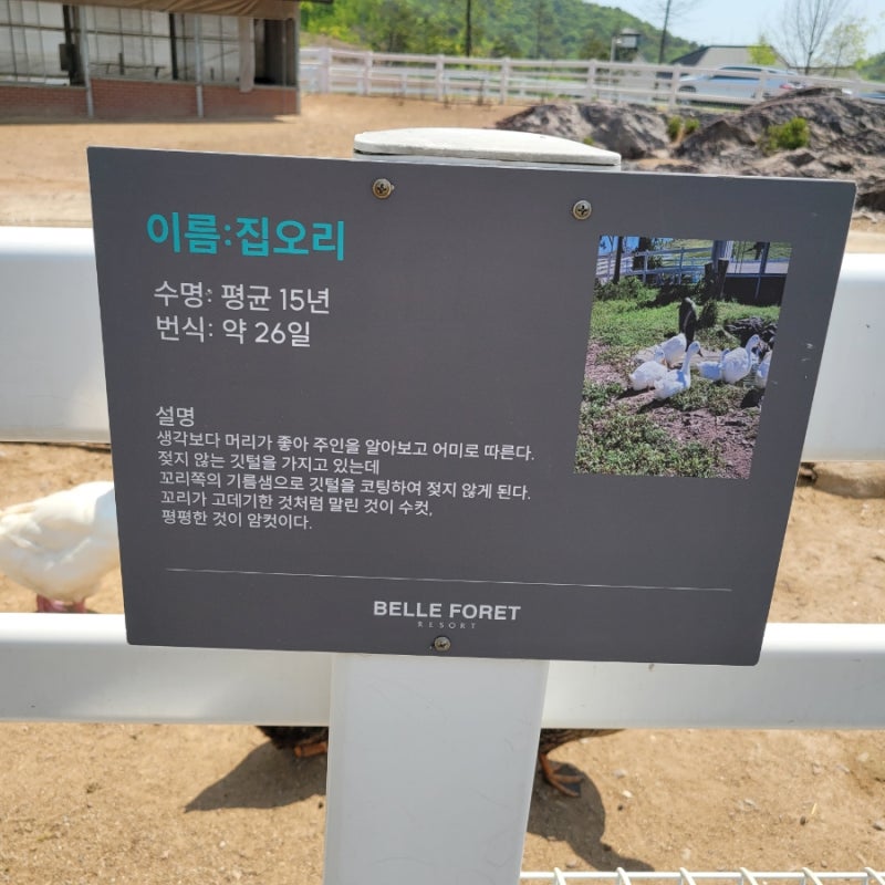 증평 블랙스톤 벨포레 목장 청주 가볼만한곳 내돈내산 후기 네이버 블로그