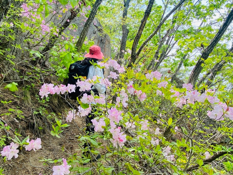 [속리산국립공원] 묘봉 등산코스 : 네이버 블로그
