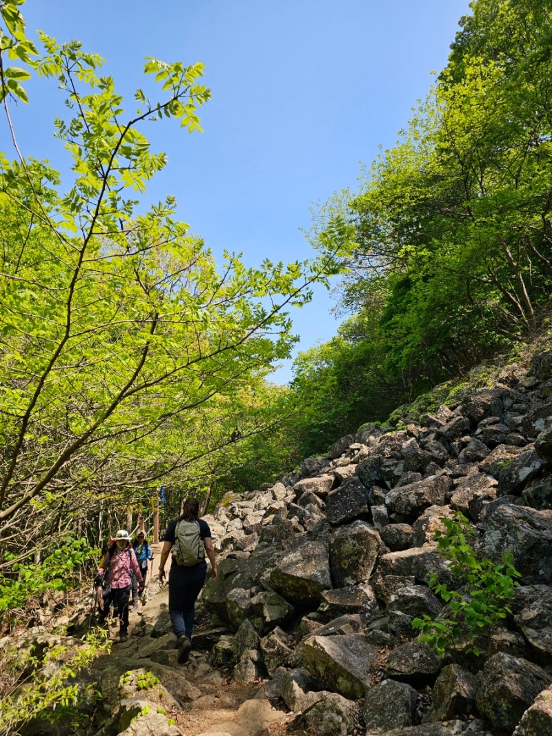 전남 보성 일림산 등산코스 철쭉 명산 용추계곡~정상 최단코스 및 철쭉군락지 산행 이야기 주차장 네이버 블로그