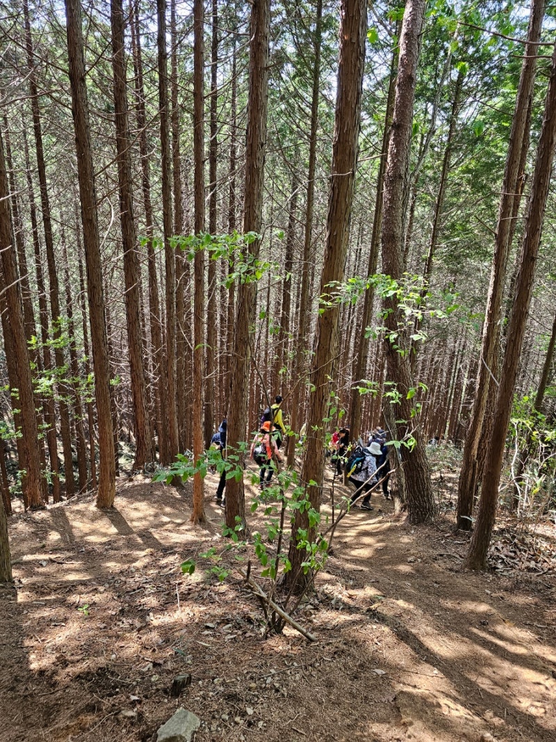 전남 보성 일림산 등산코스 철쭉 명산 용추계곡~정상 최단코스 및 철쭉군락지 산행 이야기 주차장 네이버 블로그