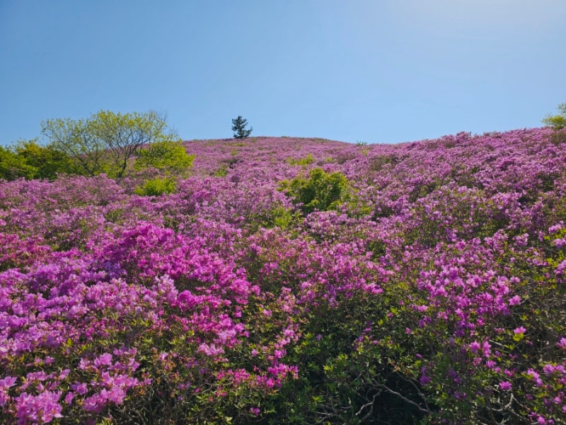 전남 보성 일림산 등산코스 철쭉 명산 용추계곡~정상 최단코스 및 철쭉군락지 산행 이야기 주차장 네이버 블로그