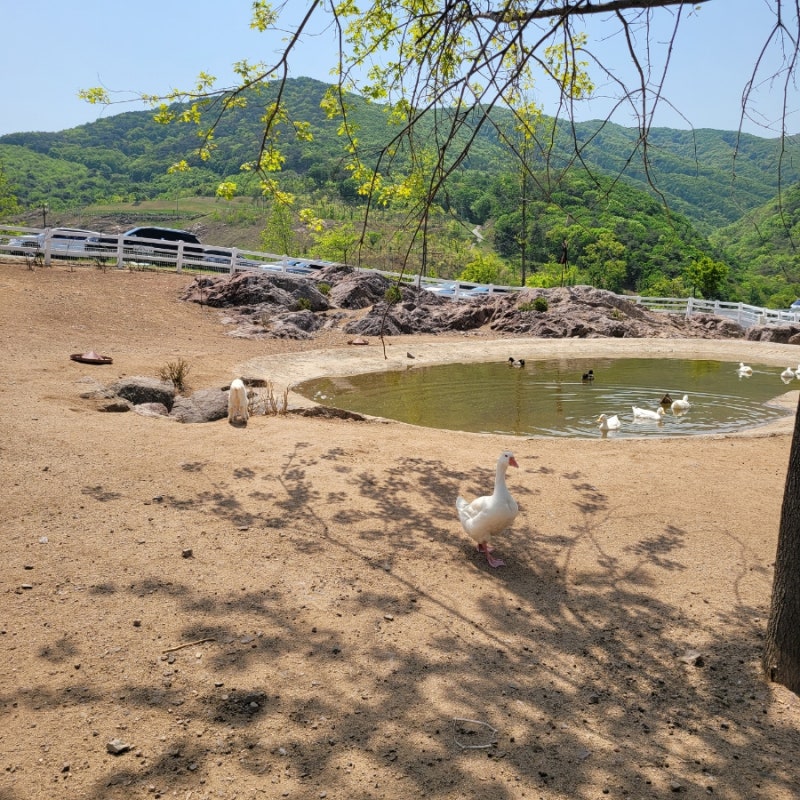 증평 블랙스톤 벨포레 목장 청주 가볼만한곳 내돈내산 후기 네이버 블로그