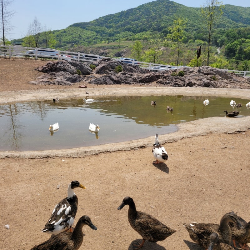 증평 블랙스톤 벨포레 목장 청주 가볼만한곳 내돈내산 후기 네이버 블로그