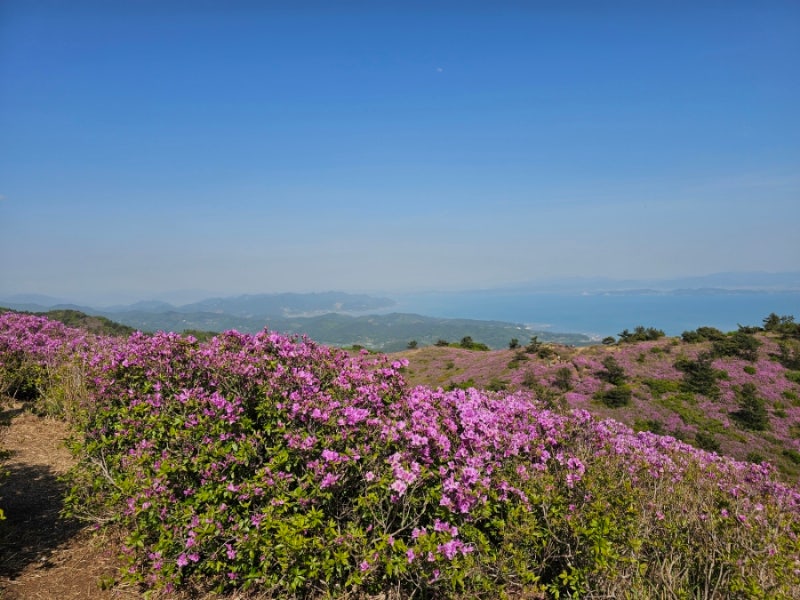 전남 보성 일림산 등산코스 철쭉 명산 용추계곡~정상 최단코스 및 철쭉군락지 산행 이야기 주차장 네이버 블로그