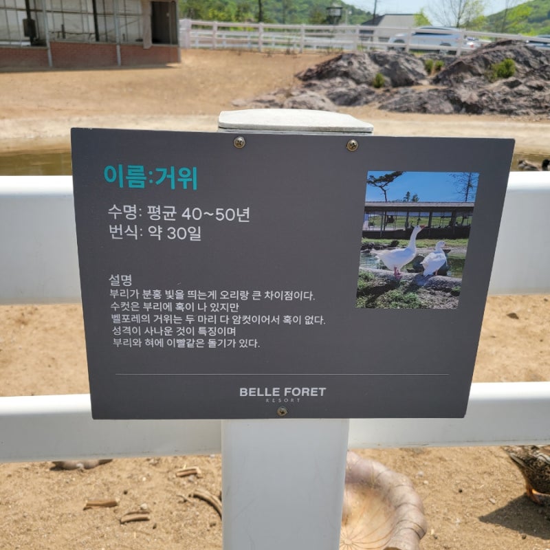 증평 블랙스톤 벨포레 목장 청주 가볼만한곳 내돈내산 후기 네이버 블로그