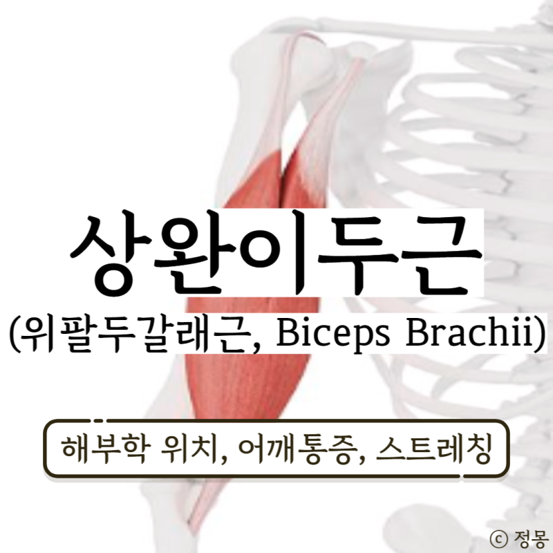이두근 상완이두근 기시 장두 통증 스트레칭 위팔두갈래근 Biceps Brachii 네이버 블로그