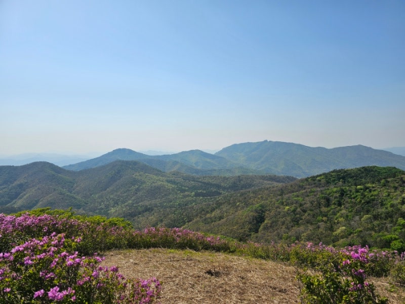 전남 보성 일림산 등산코스 철쭉 명산 용추계곡~정상 최단코스 및 철쭉군락지 산행 이야기 주차장 네이버 블로그