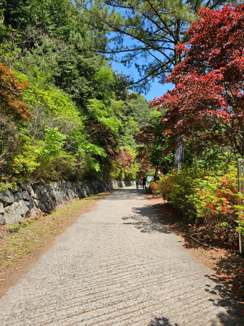전남 보성 일림산 등산코스 철쭉 명산 용추계곡~정상 최단코스 및 철쭉군락지 산행 이야기 주차장 네이버 블로그
