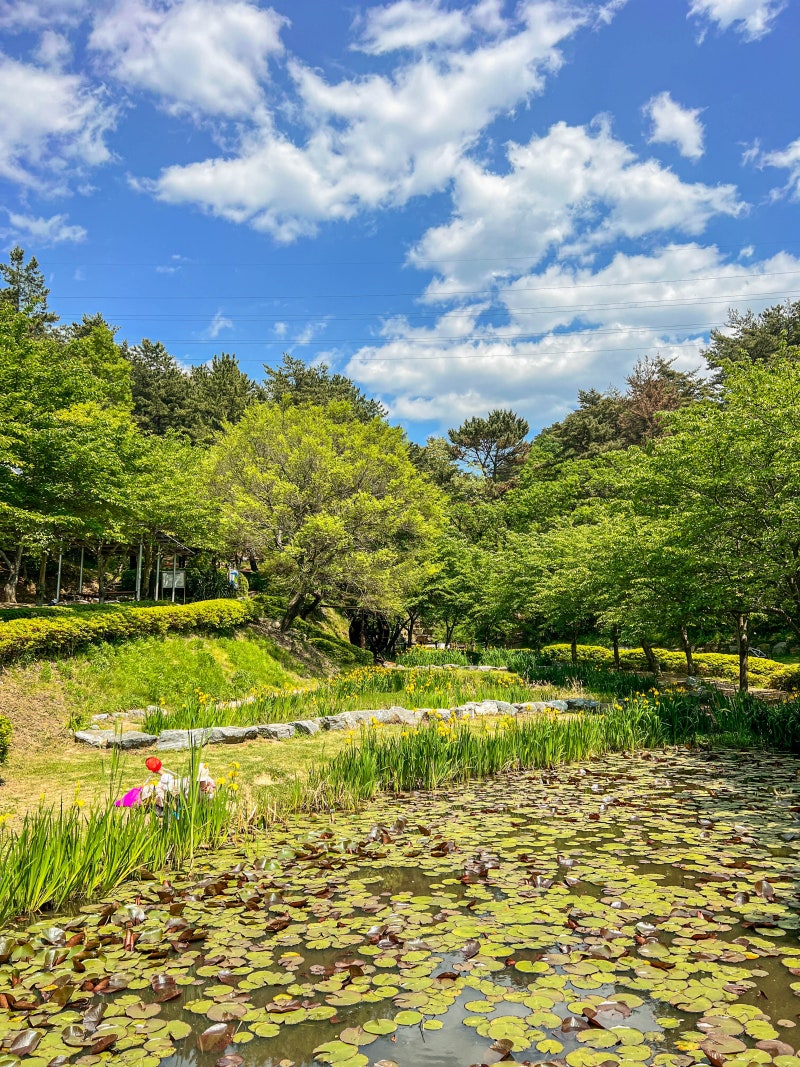 울산 나들이 가기 좋은 화동못 수변공원 창포꽃도 활짝 : 네이버 블로그