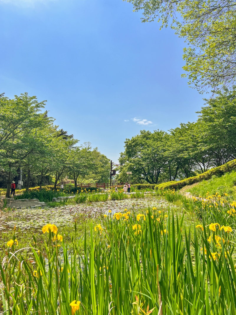울산 나들이 가기 좋은 화동못 수변공원 창포꽃도 활짝 : 네이버 블로그