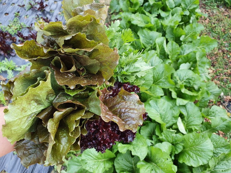 상추키우기 상추모종 씨앗 심기 물주기 비료 솎아내기 상추따는법 수확하기 네이버 블로그
