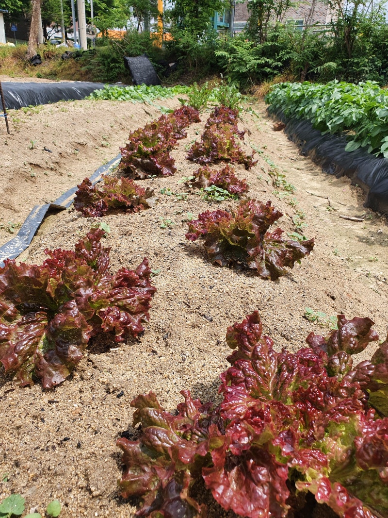 상추키우기 상추모종 씨앗 심기 물주기 비료 솎아내기 상추따는법 수확하기 네이버 블로그