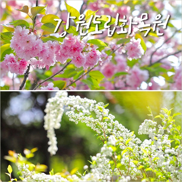 춘천 봄나들이 강원도립화목원 수목원 튤립 조팝꽃 겹벚꽃 명소 네이버 블로그