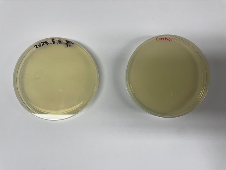대장균 형질전환 실험하기 E.coli transformation : 네이버 블로그