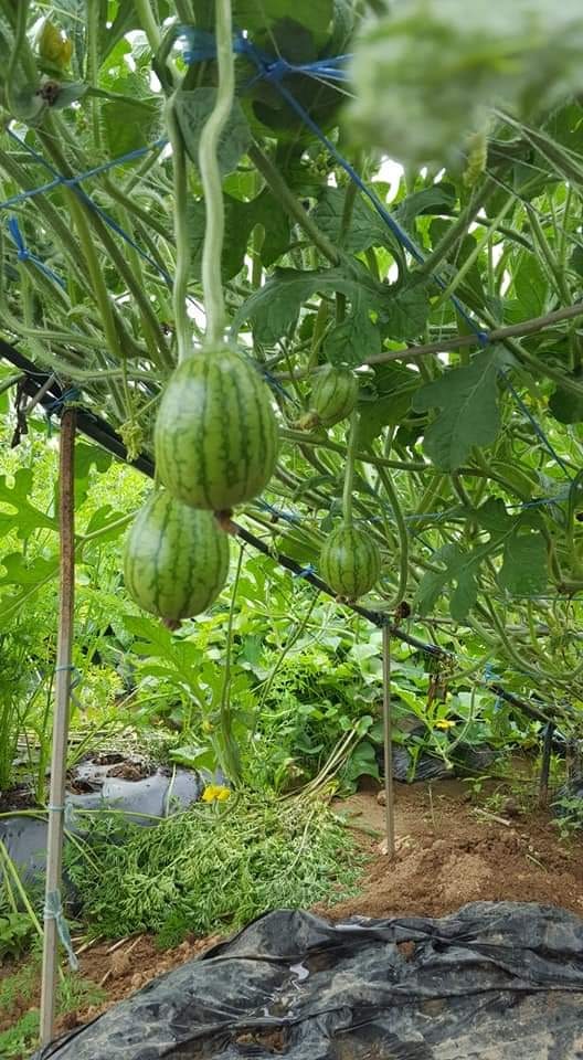 애플수박 심는 법애플수박 재배방법 순지르기 적심 수정 수확 네이버 블로그