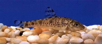 한국에서만 서식하는 동물들 : 네이버 블로그