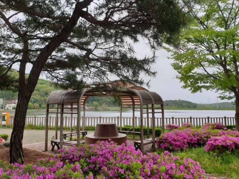 군포 수리산 임도 트래킹 수리산역~철쭉동산~임도오거리~납덕골~갈치호수~대야미역 군포수릿길 군포철쭉축제 네이버 블로그