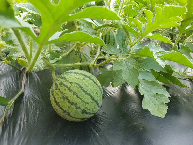 수박 키우기 복수박 애플수박 모종심기 가지치기 순지르기 재배 기르기 네이버 블로그