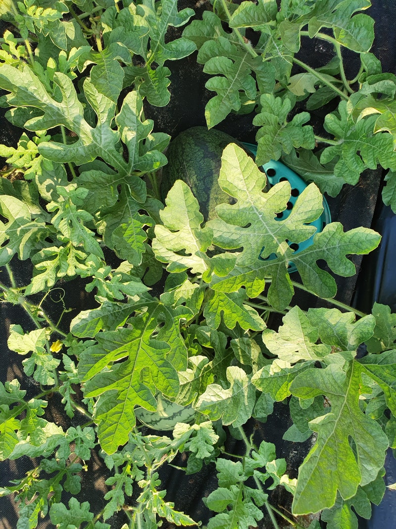 수박 키우기 복수박 애플수박 모종심기 가지치기 순지르기 재배 기르기 네이버 블로그