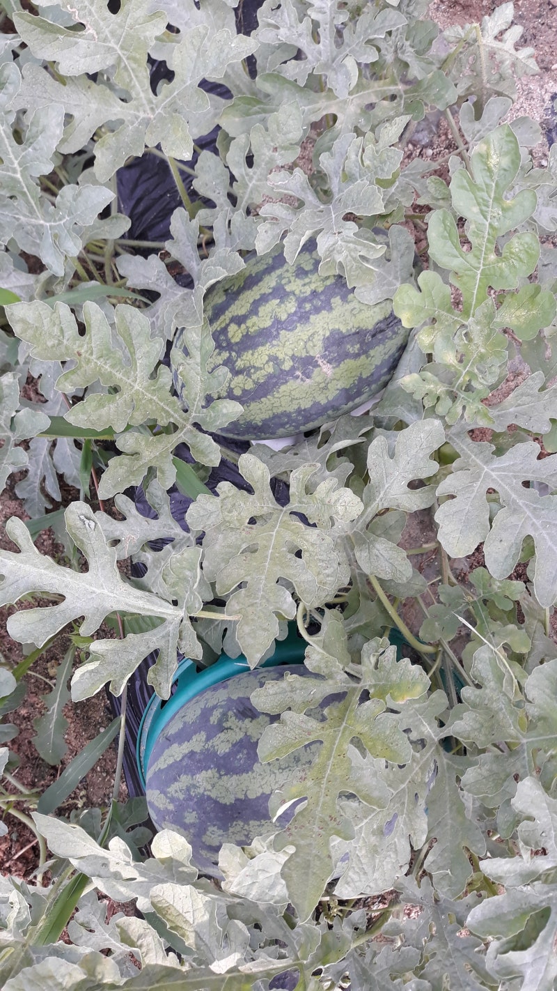 수박 키우기 복수박 애플수박 모종심기 가지치기 순지르기 재배 기르기 네이버 블로그
