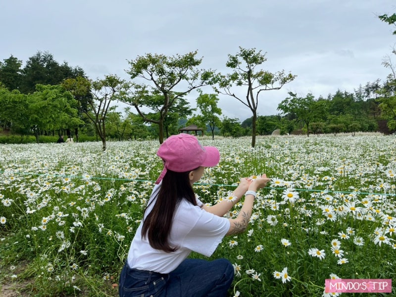 5월에 가볼만한 곳 함안 악양생태공원 금계국 데이지 실시간 개화상황 네이버 블로그