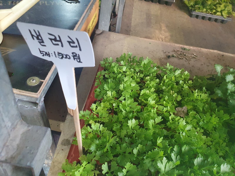 심는시기파종시기 청·적 근대 셀러리 공심채모닝글로리 고수 잔대 씨앗 심기 모종 심는법 키우기 재배 방법