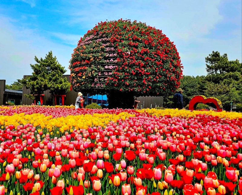 태안 세계튤립축제 : 네이버 블로그