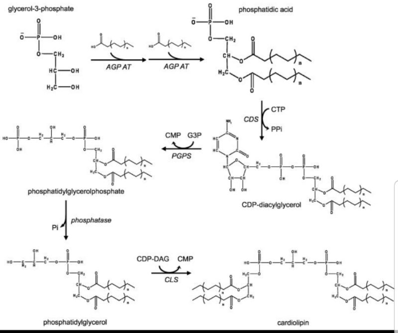 (중요) 카디오리핀(cardiolipin) : 네이버 블로그